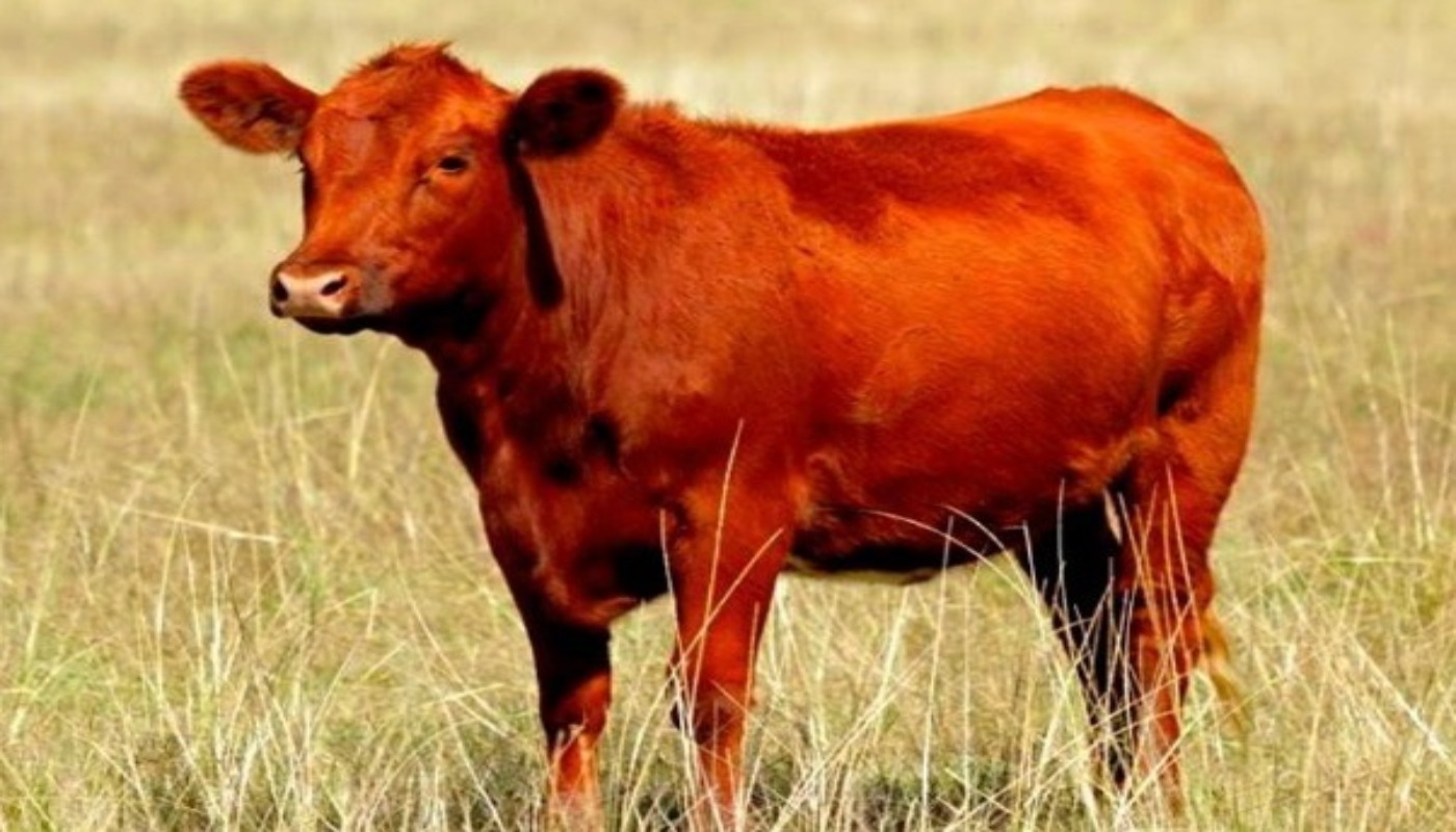 Les enjeux de la vache rousse - Elishean 777